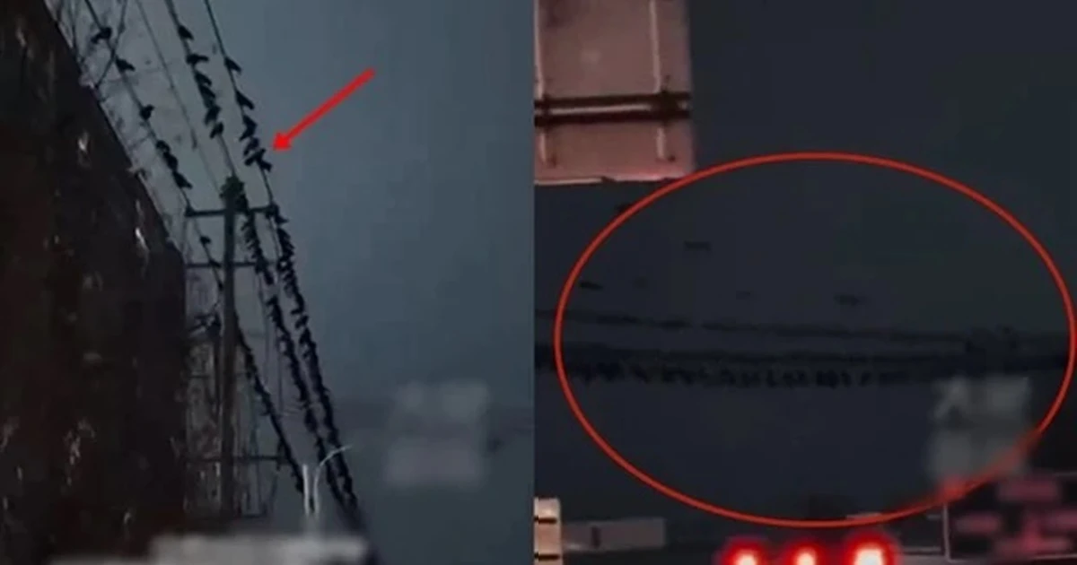 Strange phenomenon occurred before the earthquake in China, a flock of ...